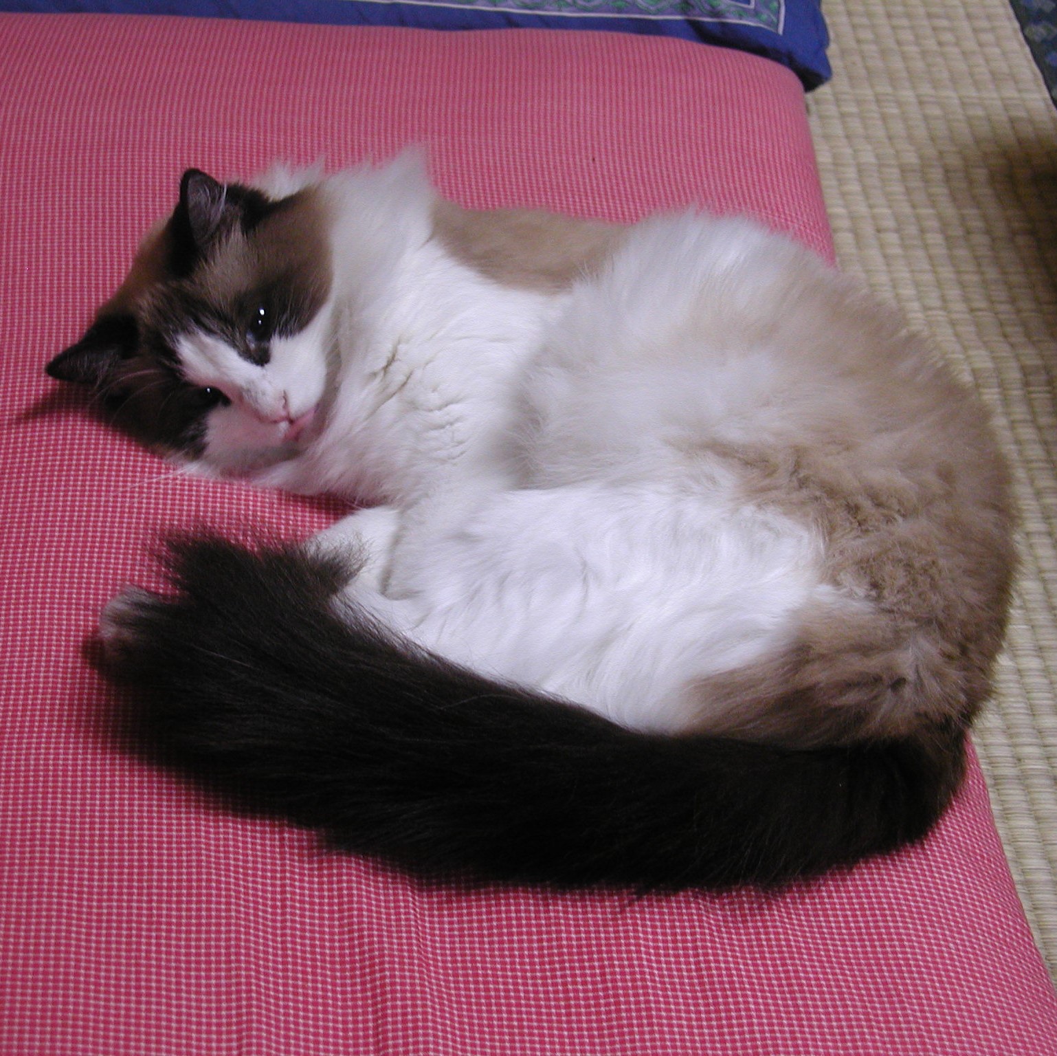 Photo Gallery | シン・Reborn Way