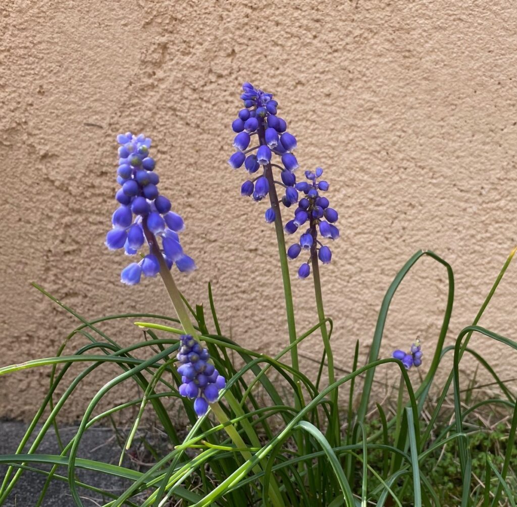 ムスカリ | シン・Reborn Way