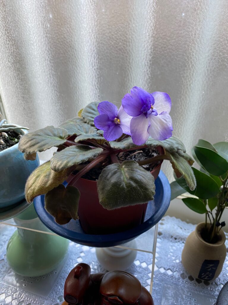 セントポーリア | シン・Reborn Way