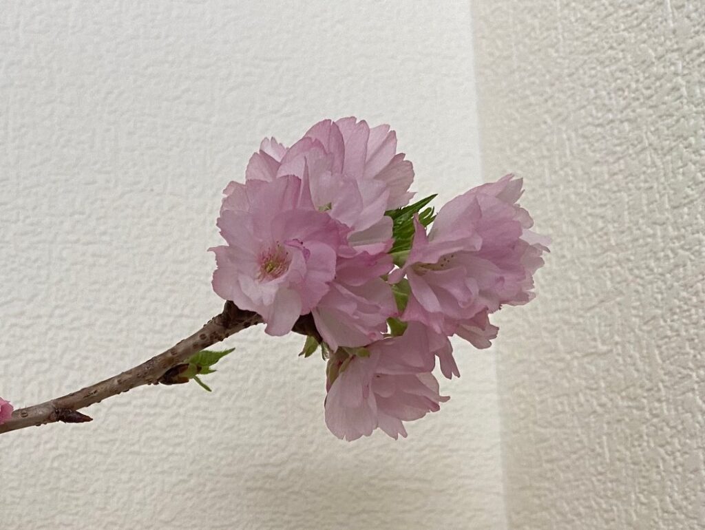 サトザクラ | シン・Reborn Way