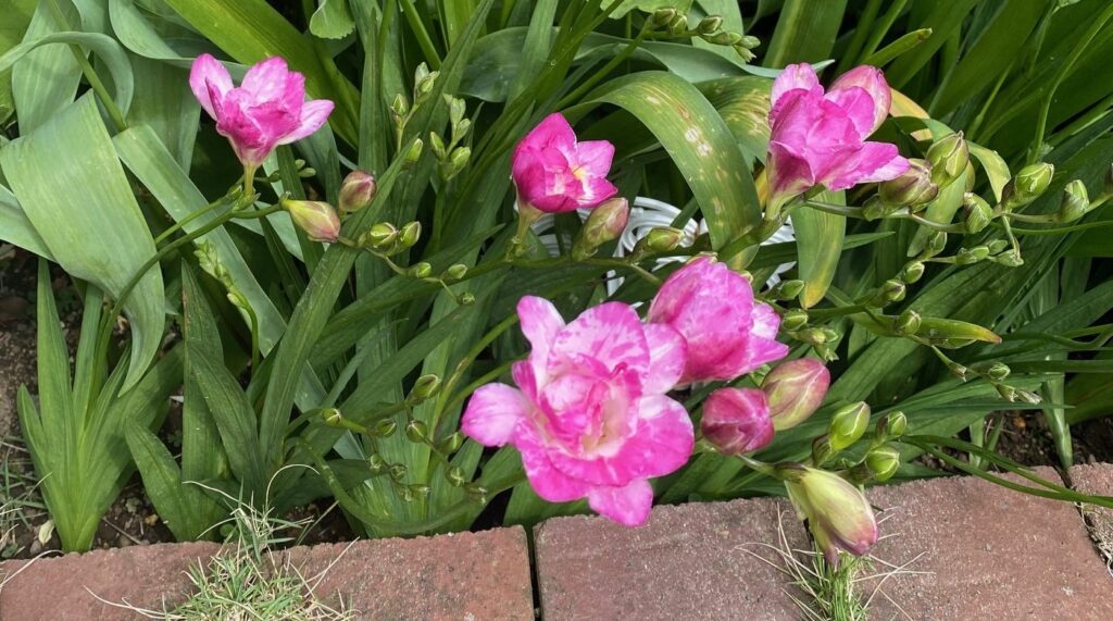 フリージア | シン・Reborn Way