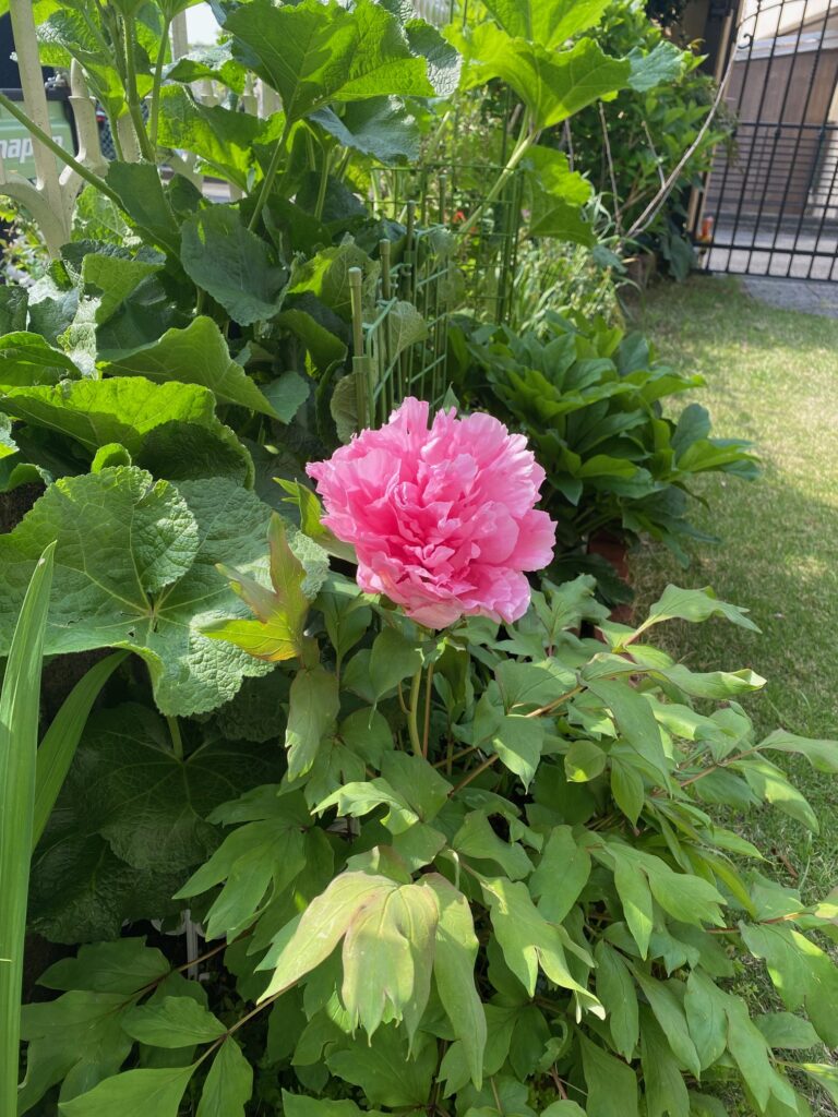 牡丹 | シン・Reborn Way