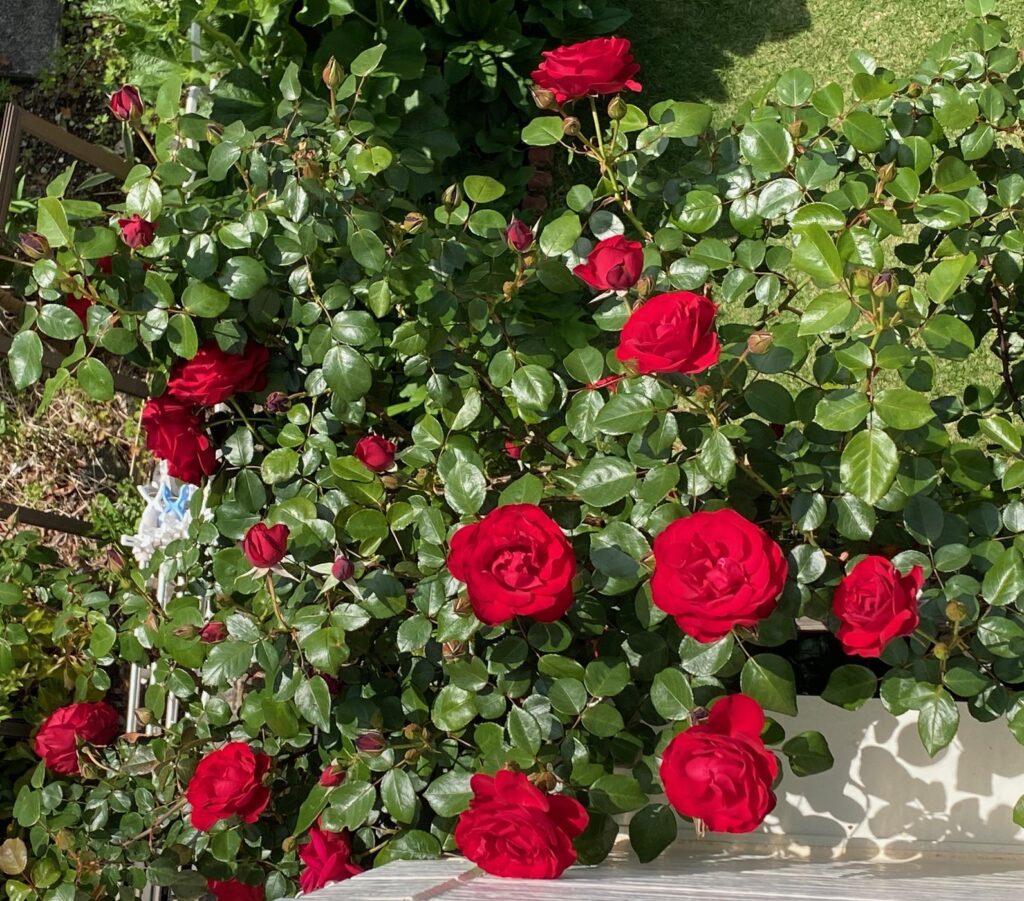 バラ（つるバラ） | シン・Reborn Way