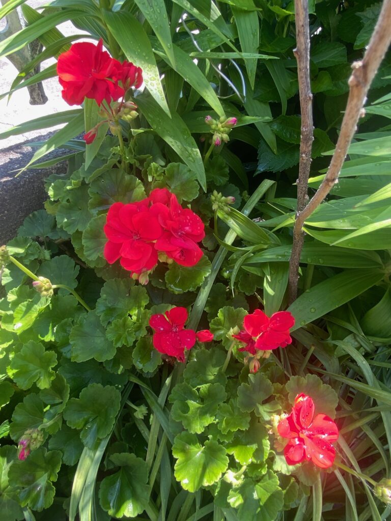 ゼラニウム | シン・Reborn Way