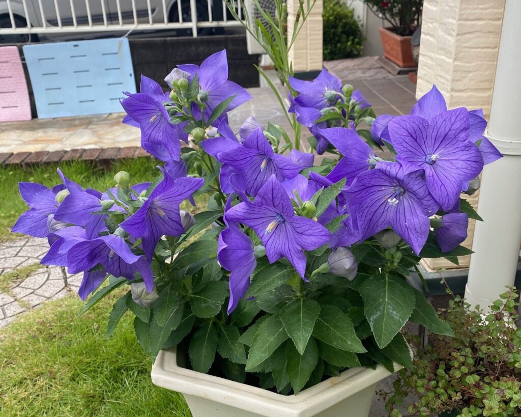 キキョウ | シン・Reborn Way