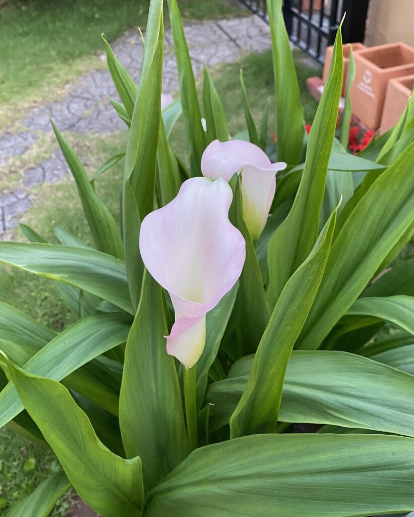 カラー | シン・Reborn Way