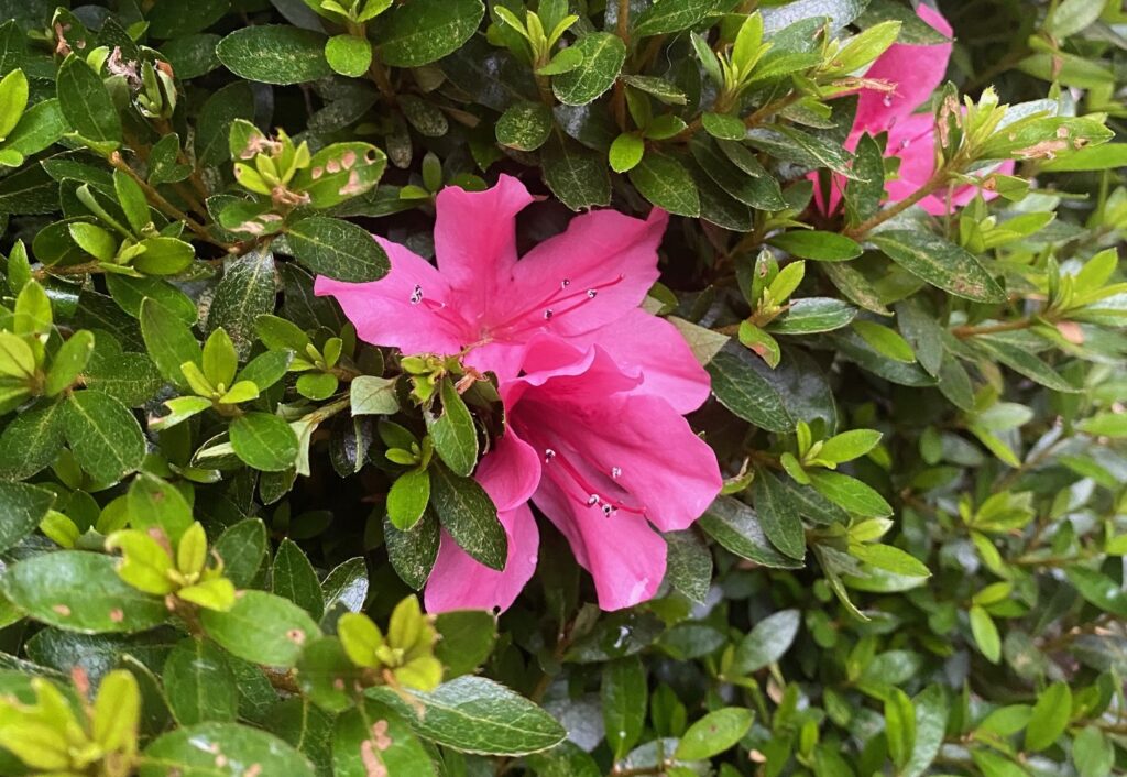 皐月（サツキ） | シン・Reborn Way