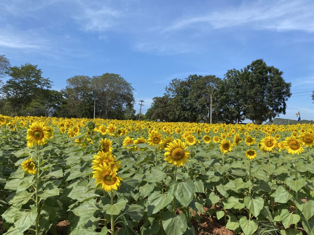 ひまわり | シン・Reborn Way