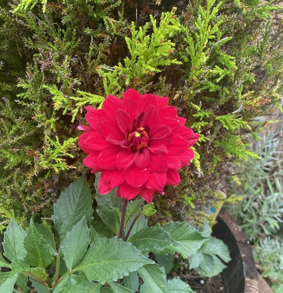 ダリア | シン・Reborn Way